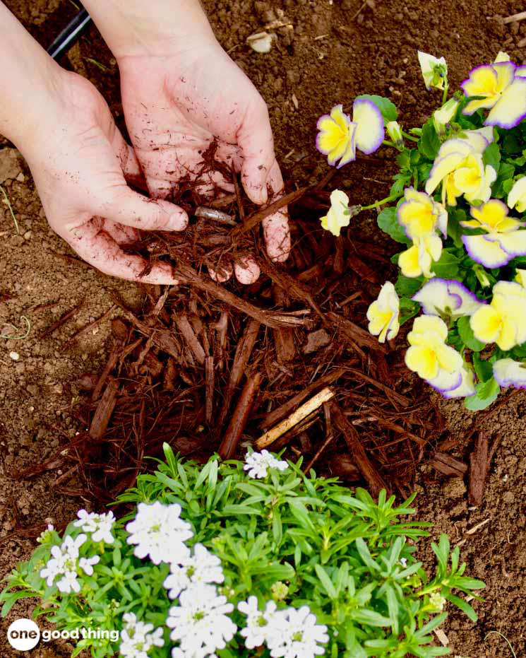 This One Little Thing Could Be Killing All Your Plants