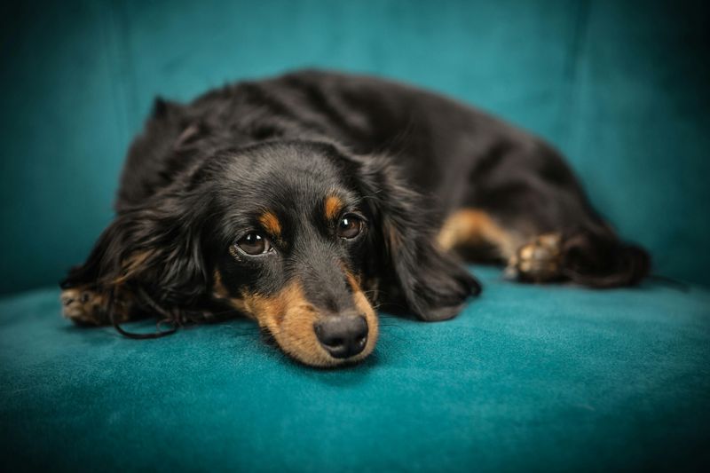 13 Dog Breeds With A Reputation For Bite Risks