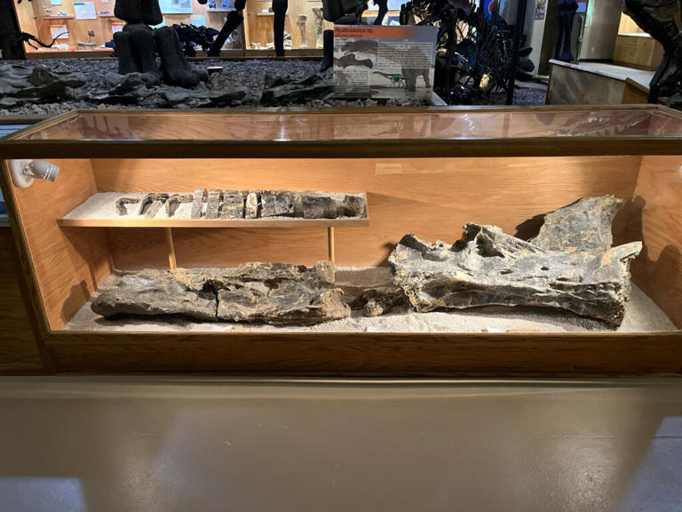 Interesting Museums in Wyoming: Discover the State's Rich History and ...