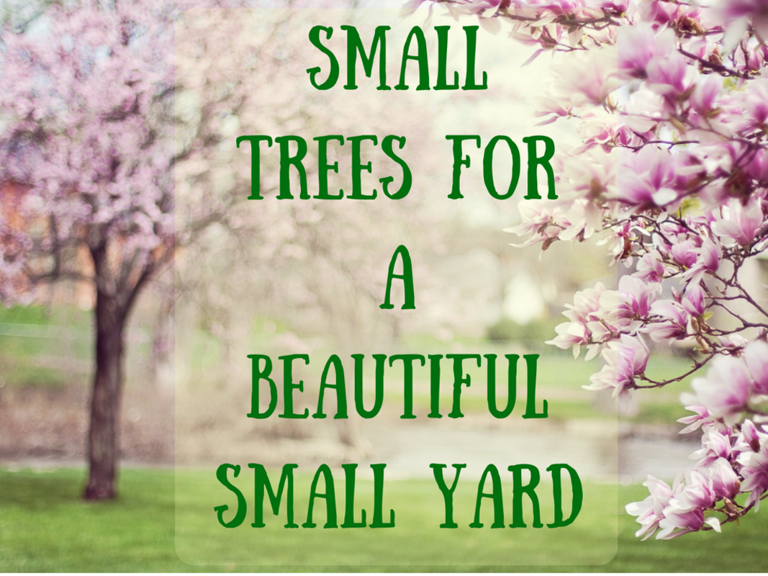 The Best Small Trees for Big Impact in Your Yard