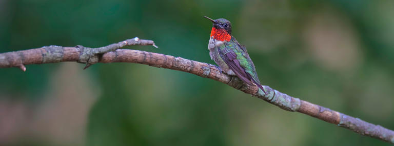 When is it time to stop feeding hummingbirds in NC? Hummingbird ...