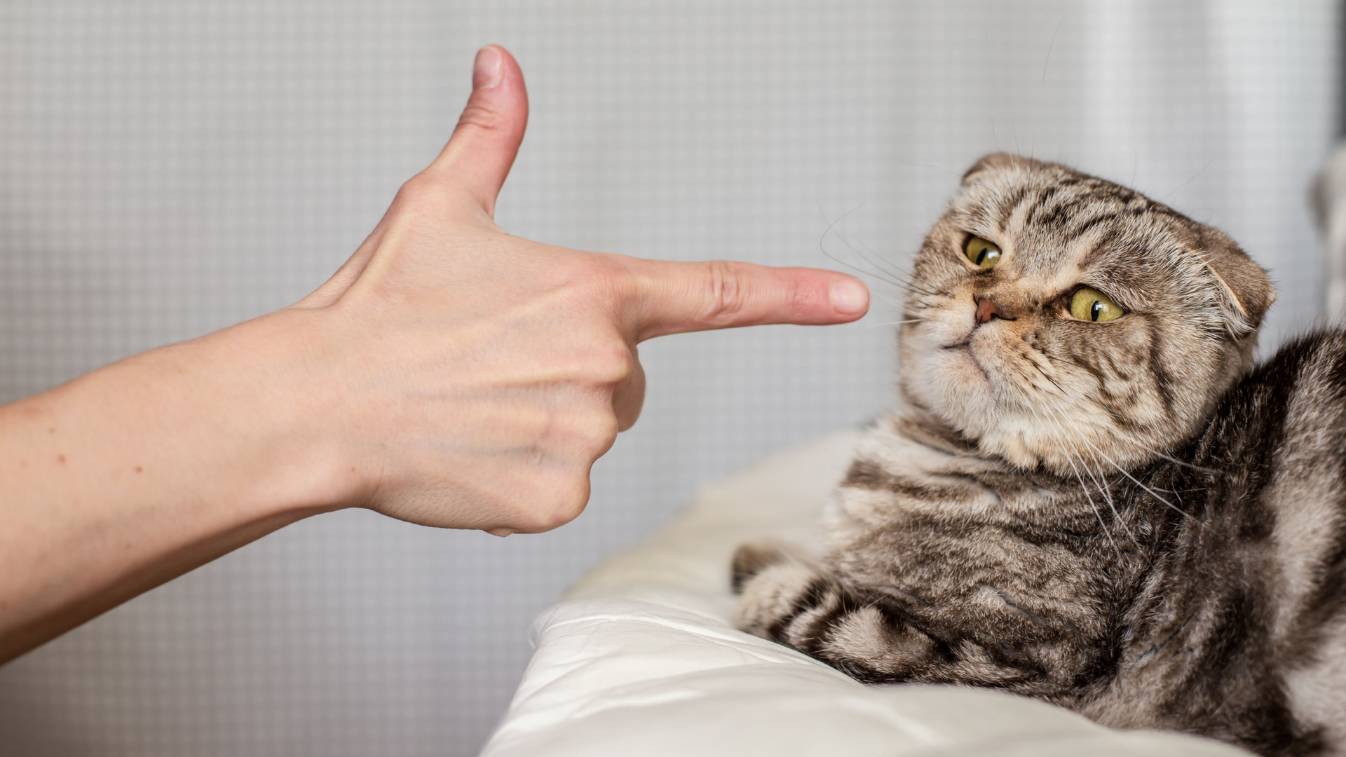 10 Habits That Could Annoy Your Cat
