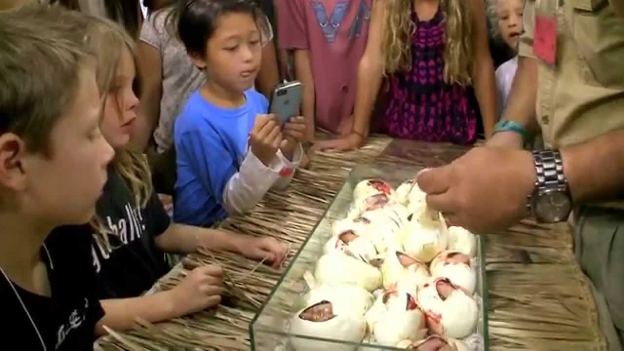 hatching sun tiger albino ball pythons live at NARBC Anaheim
