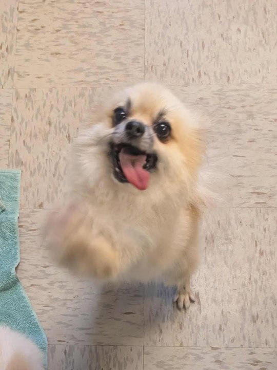 ‘Love + care for, I cannot’: Pomeranians abandoned at Colonial Heights mall