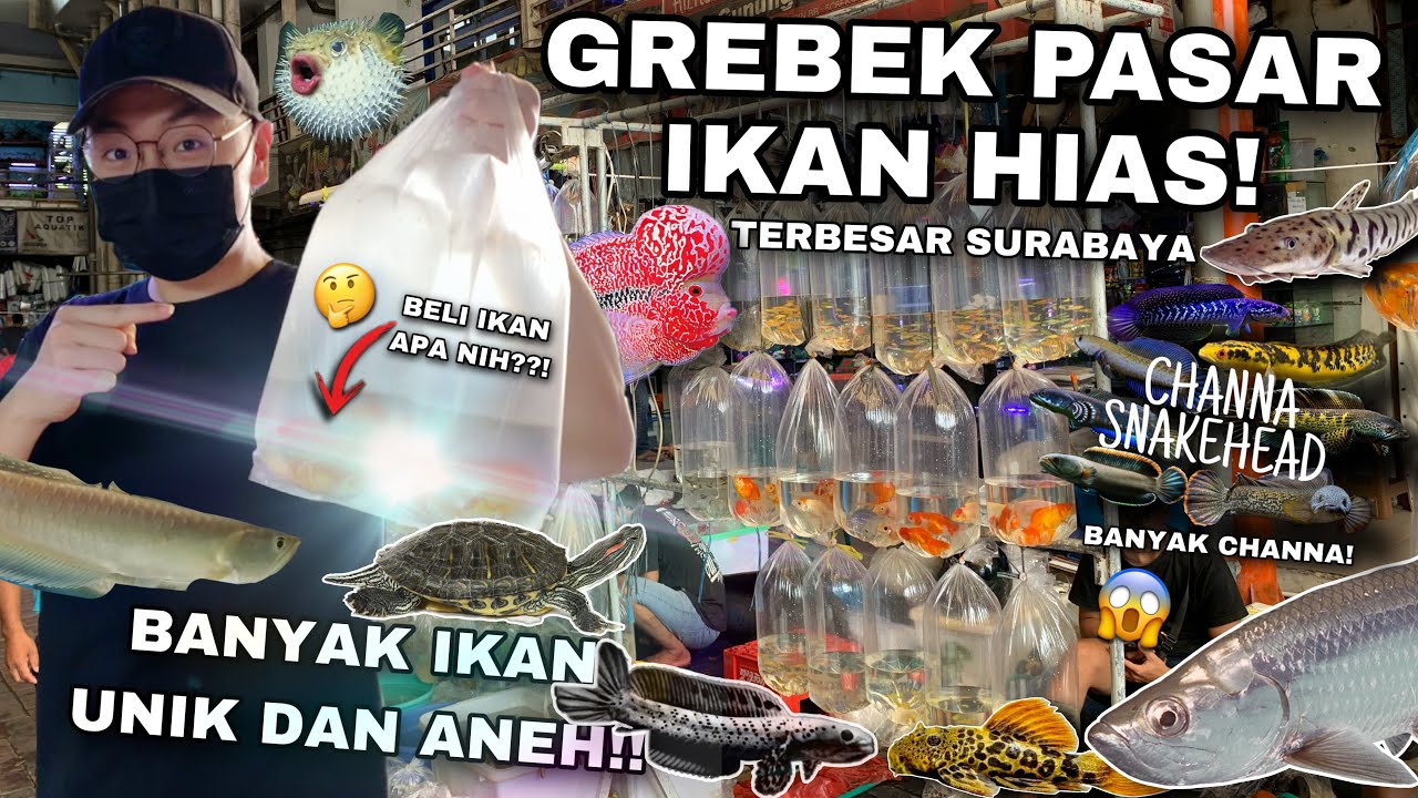 Grebek Pasar Ikan Hias Terlengkap dan Terbesar di Surabaya!