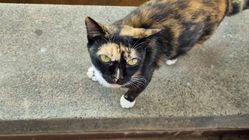 Penjelasan Kenapa Kucing Calico Jantan Jarang Ditemukan
