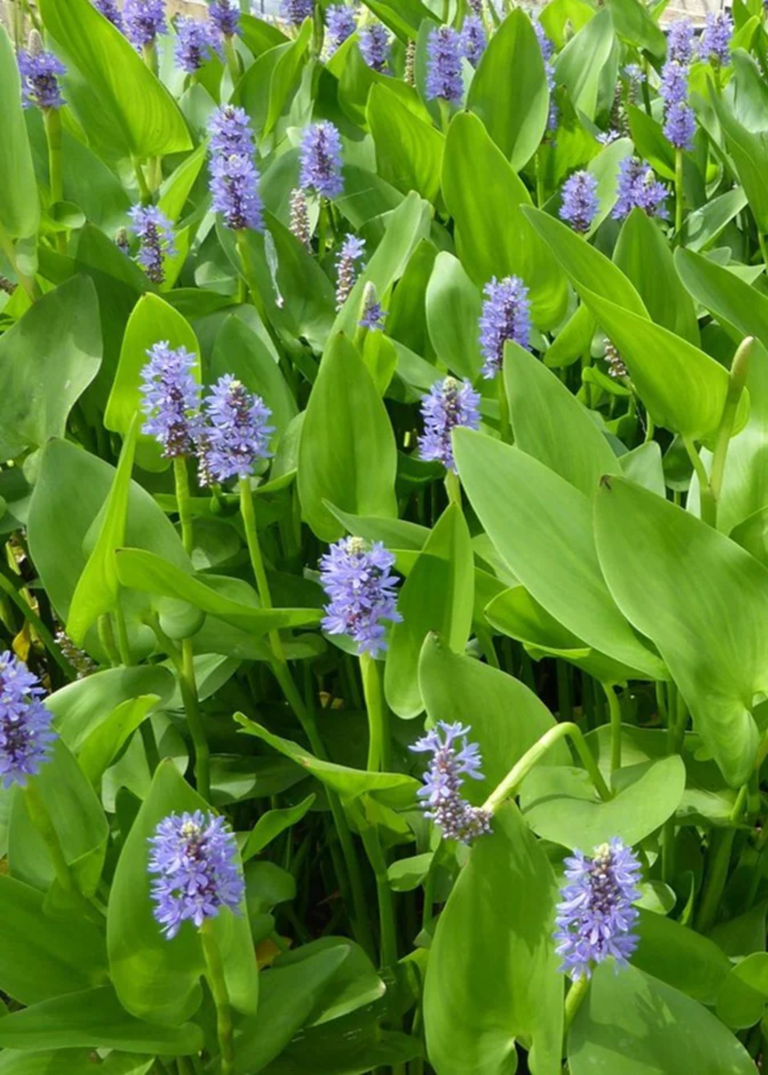 Undressed Water Features Are Boring — So, Here Are 5 Aquatic Plants to Add to Your Water Feature ...