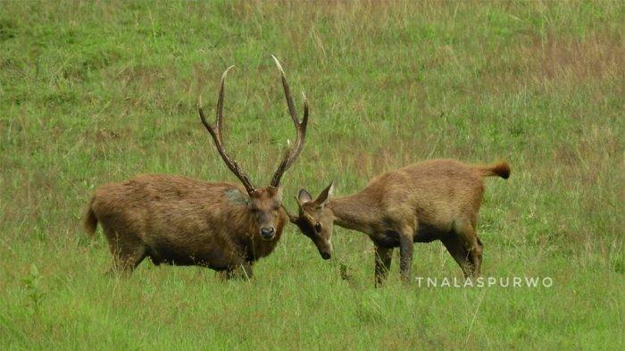25 Fakta Unik Taman Nasional Alas Purwo Banyuwangi Jawa Timur,Hutan ...