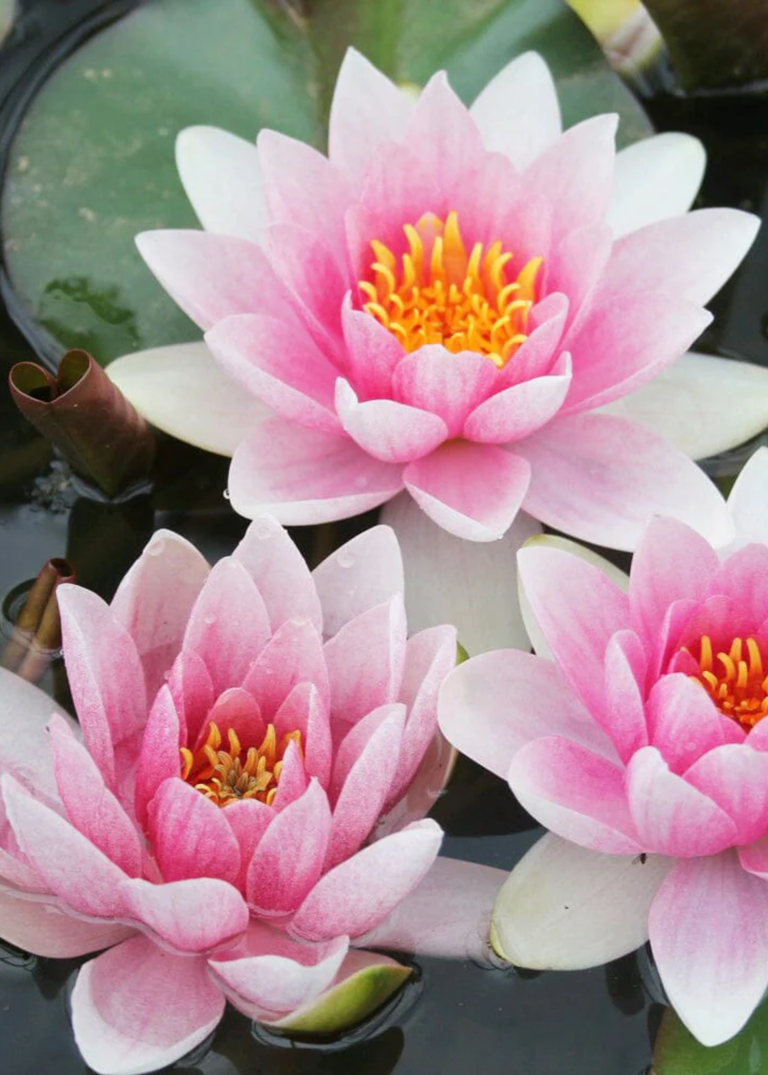 Undressed Water Features Are Boring — So, Here Are 5 Aquatic Plants to ...