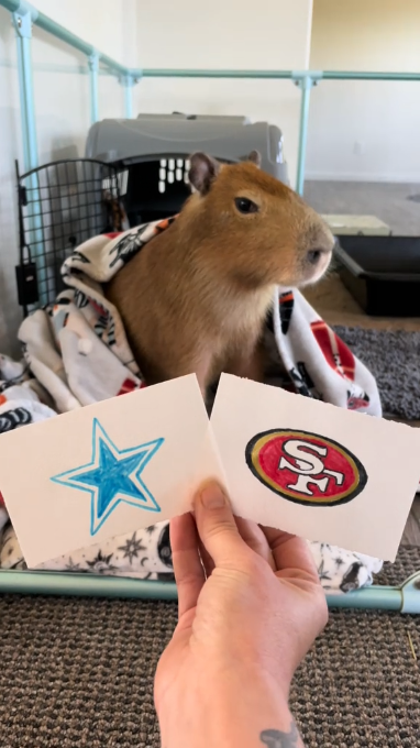 Capybara NFL Picks! Cheesecake’s Sunday Night Football Decision