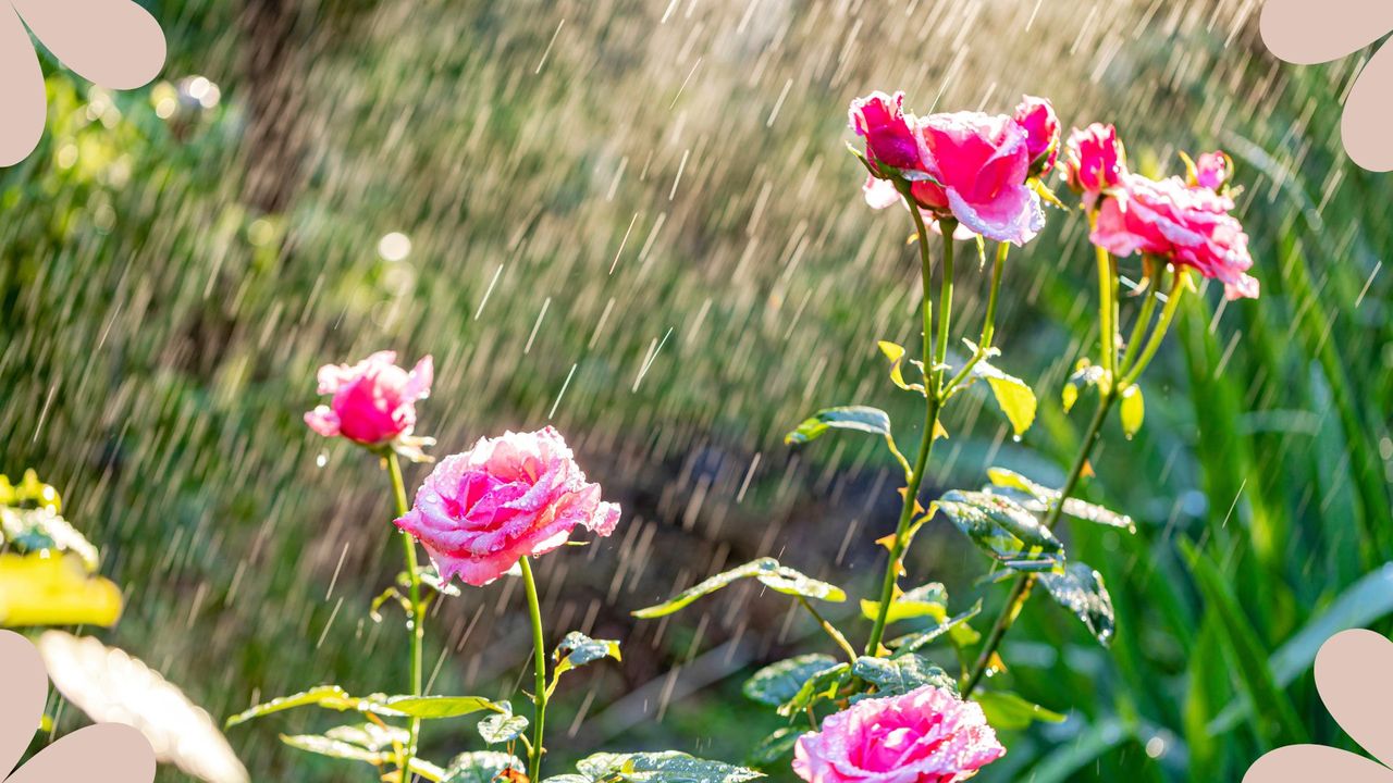How often should you water a rose bush? Professional gardener shares ...
