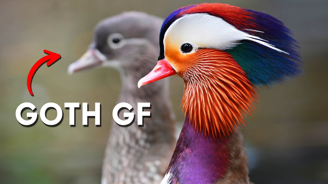 Behind Every Mandarin Duck Drake is a Goth Girlfriend