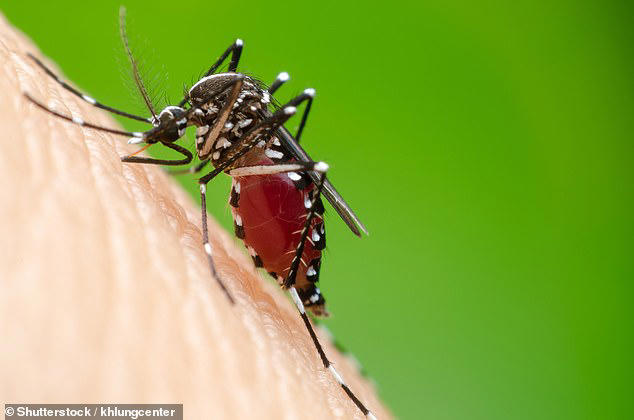 Dengue fever is heading for Britain: Scientists warn mosquito-borne illness could spread to ...