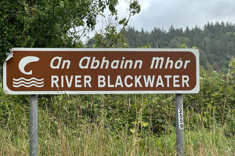 Thousands of dead fish 'distressing' for anglers in North Cork as IFI ...