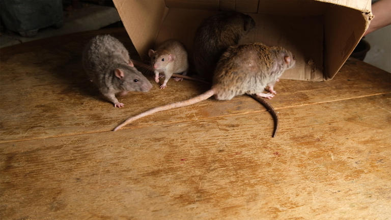 Six household items attracting rats and mice to your home