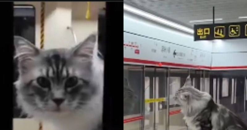 Chinese YouTuber Xing's World builds working subway for his cats in 4 ...