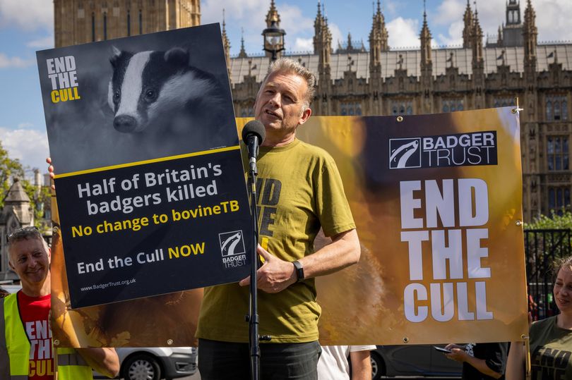 Badger cull finally ends as MPs demand science not slaughter for TB control