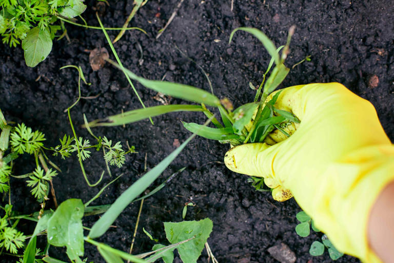 The best time to pull weeds each season