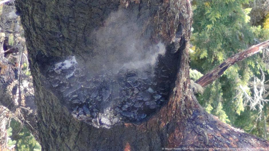 Firefighters battle flame on one of the world's oldest trees