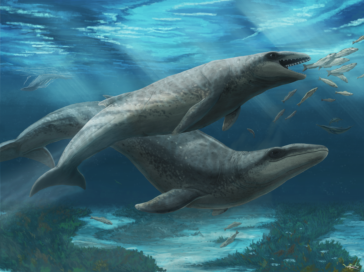 🐋 A walker discovers an adorable but fearsome prehistoric whale with ...