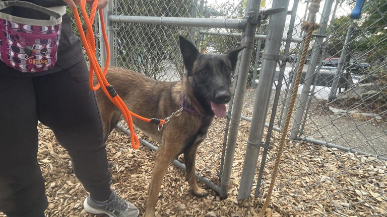 WA's Tacoma Humane helping more than 50 animals seized from South ...