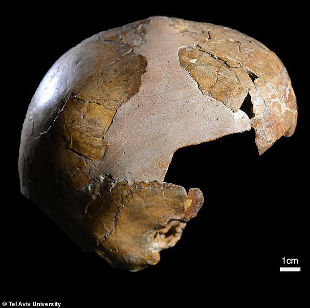 Neanderthals bred with early humans 100,000 YEARS earlier than first ...
