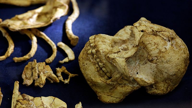 Fossil discovery in Ethiopia reveals missing chapter in human evolution