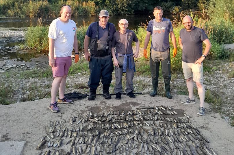 Thousands of dead fish 'distressing' for anglers in North Cork as IFI ...