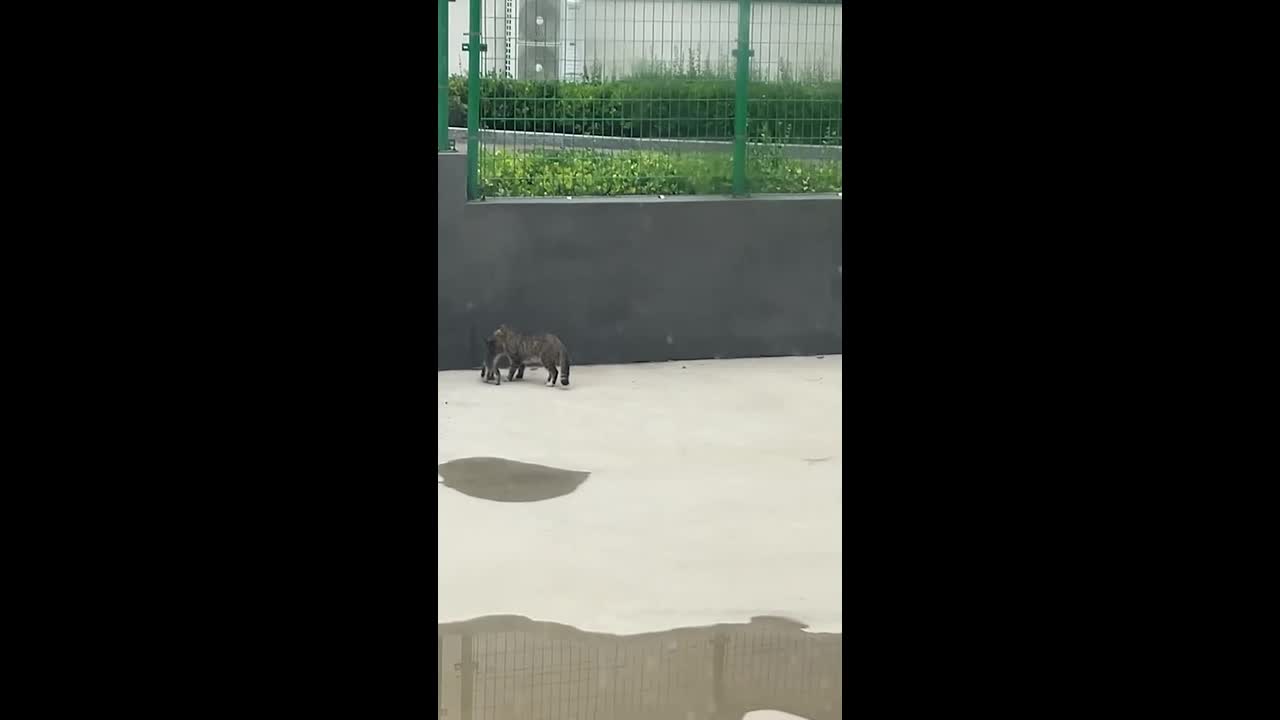 Kitten struggles to follow mother cat jumping up wall