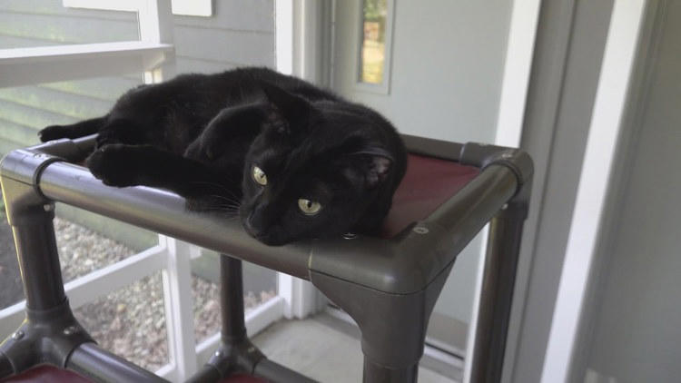 Ready Pet GO!: Meet Liberty, the cat waiting to be adopted at Berea ...