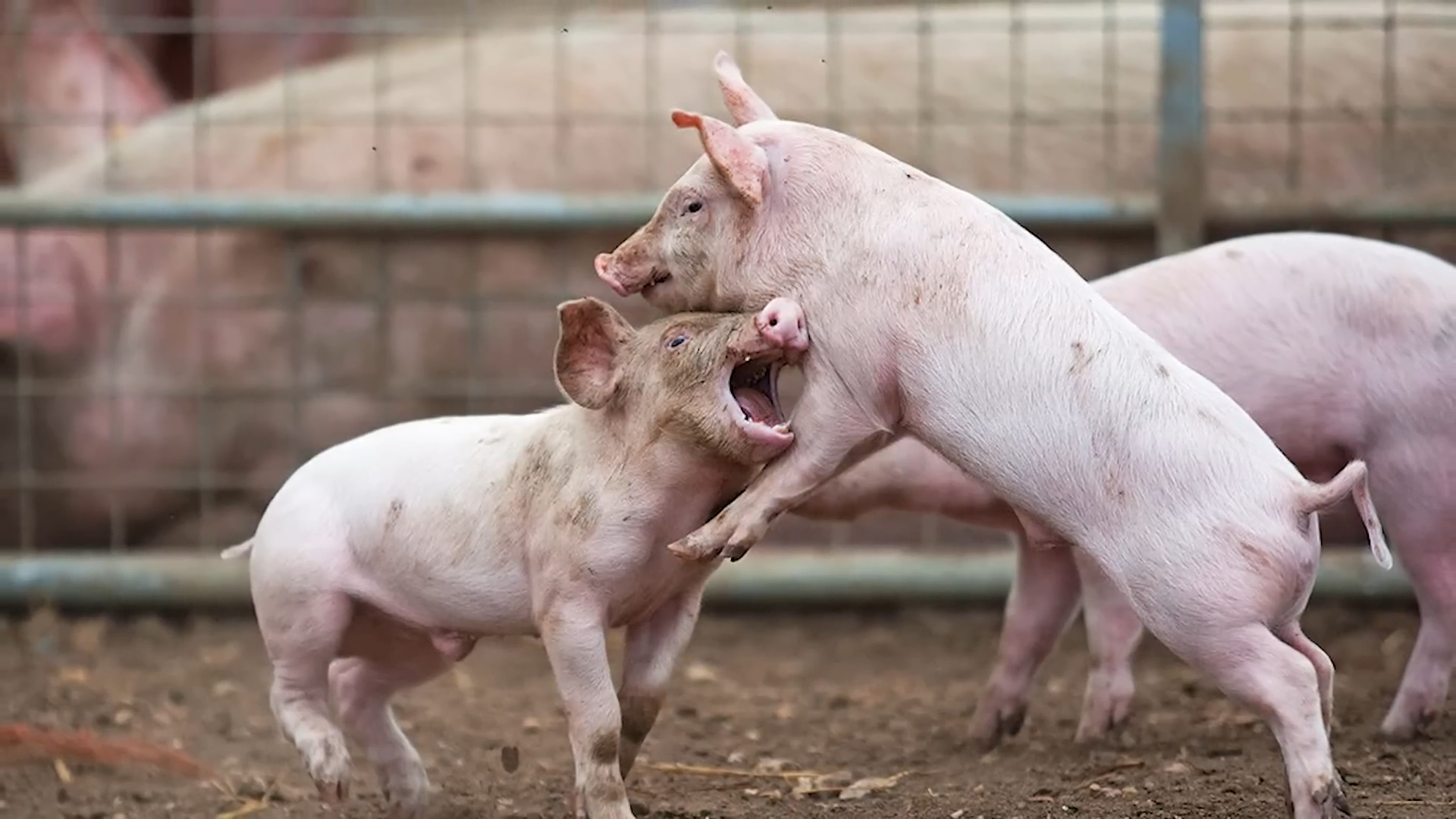 The Day Humans First Tamed Animals