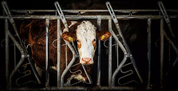 The Silent Suffering of Cows in Modern Agriculture