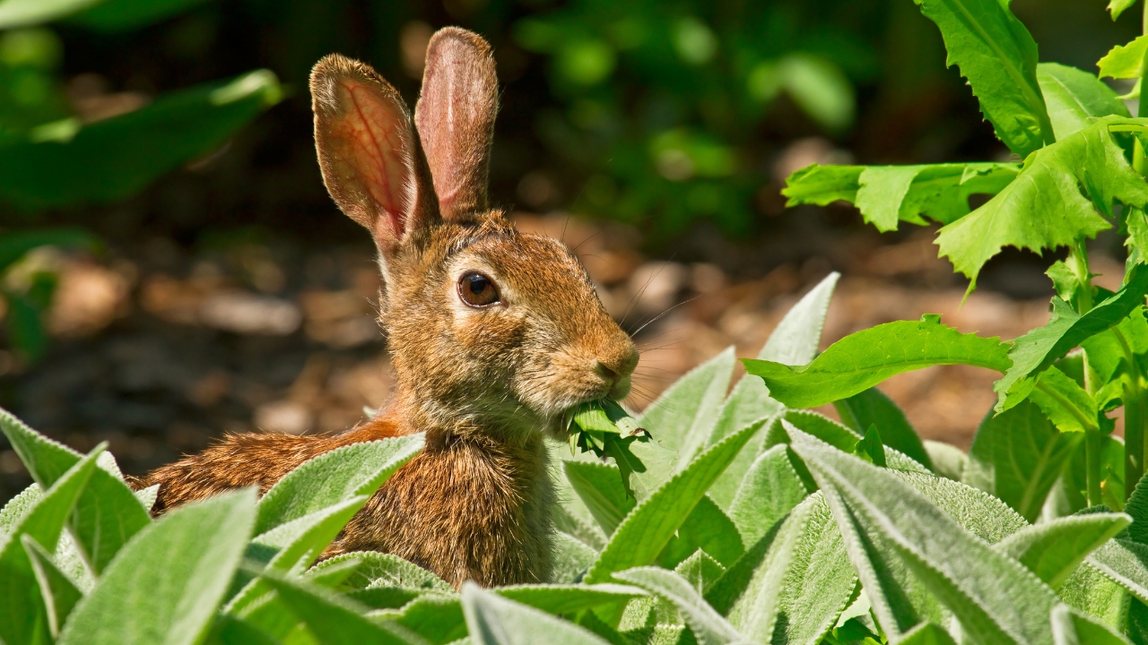 Animal Habits That’ll Wreck Your Yard Fast