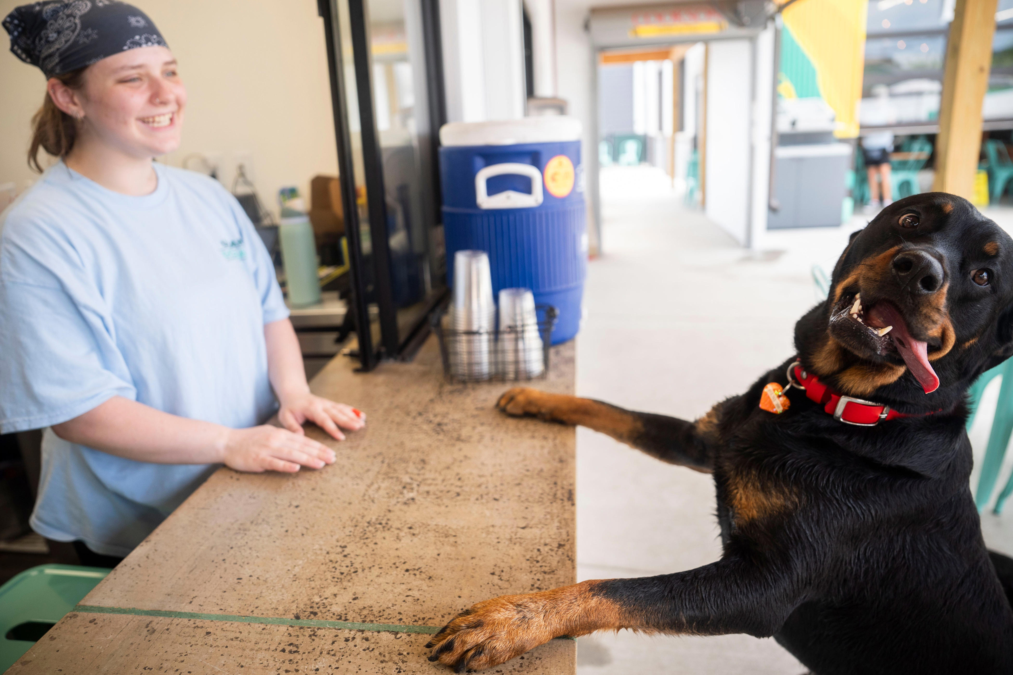 Are dog bars replacing dog parks? Why some at Urban Dog Bar say it's ...