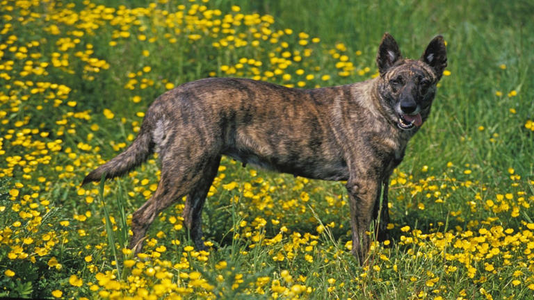 5 Dog Breeds That Look Like German Shepherds—and Are Just as Lovable ...