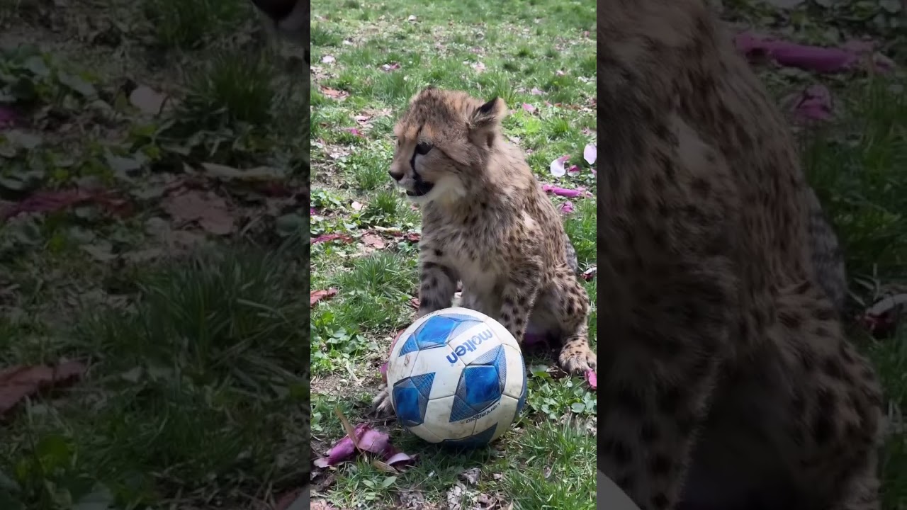 Cheetah cubs show potential as future hunters