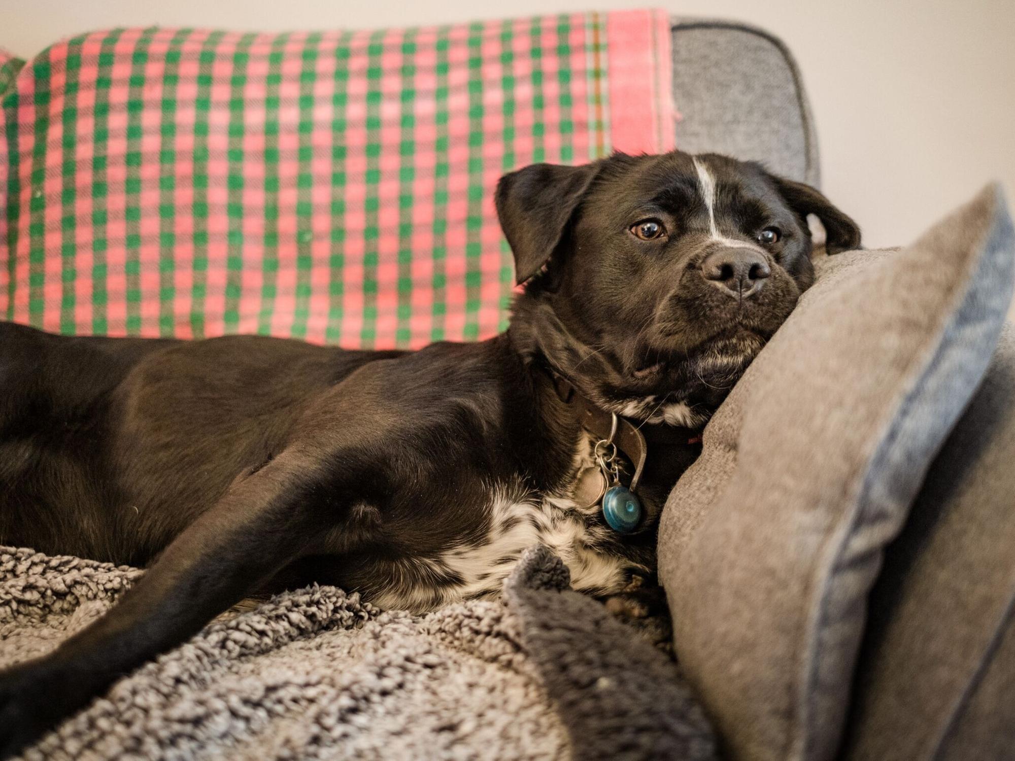 Falkirk residents urged to foster dogs fleeing from domestic abuse ...