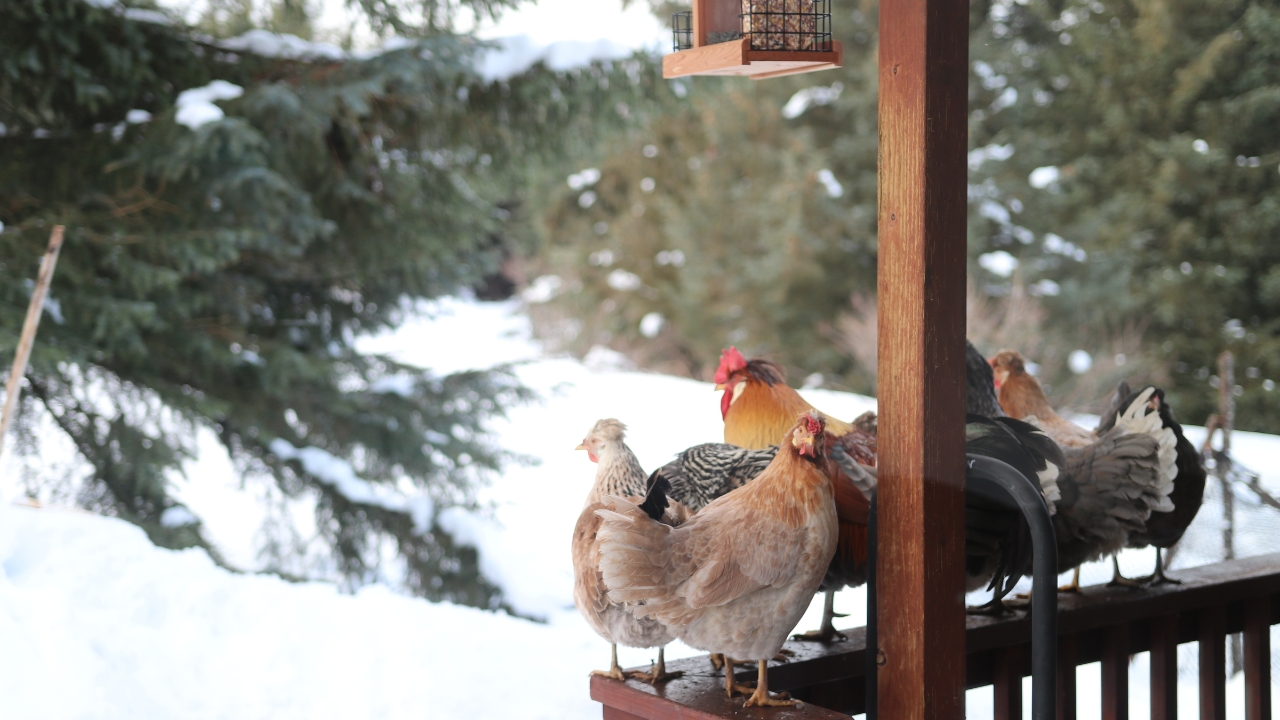 6 hardy animals that are easy to overwinter