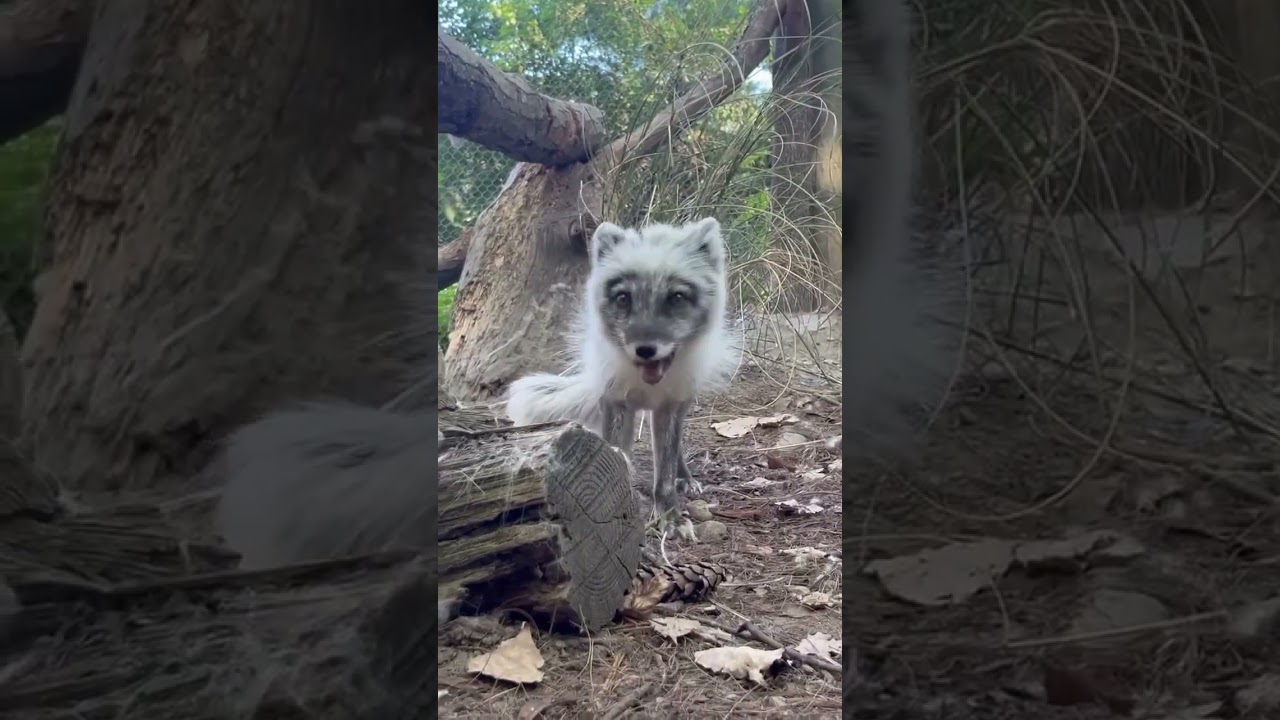 Arctic fox savors breakfast in the morning sun