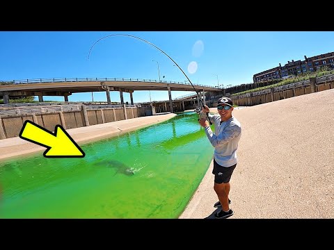 What Urban Sewer Drains Reveal About Hidden Fish