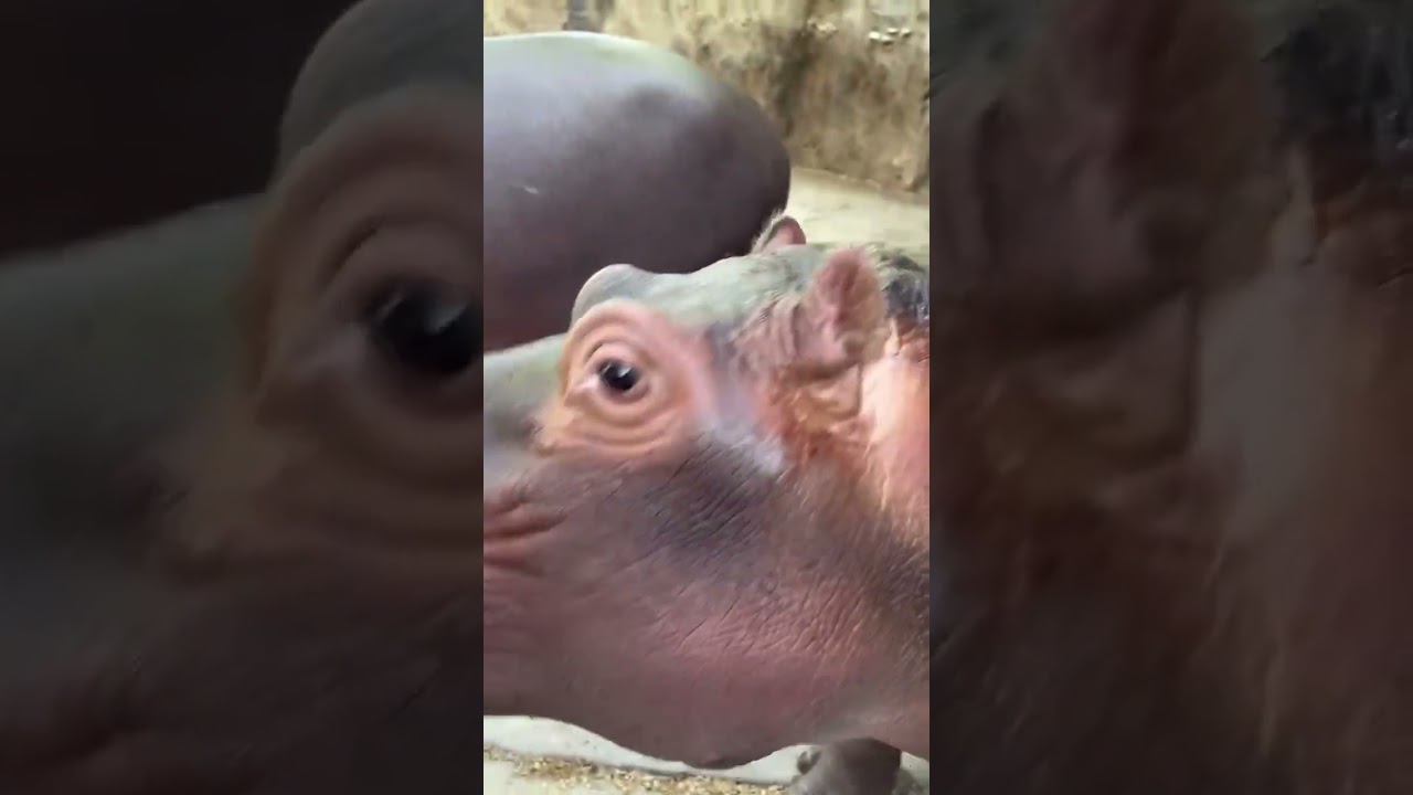 Hippos Use Their Mouths to Play and Communicate