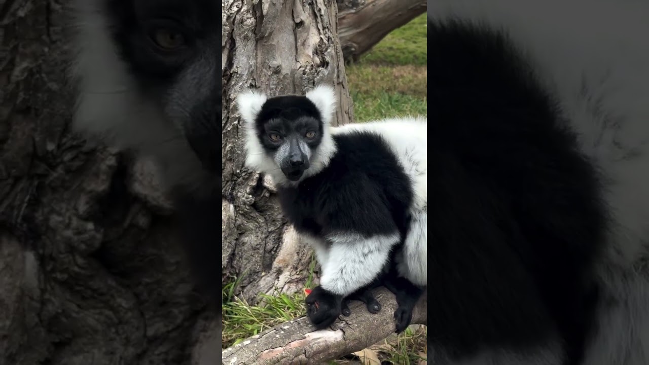 Hungry lemurs eagerly gather for their next meal