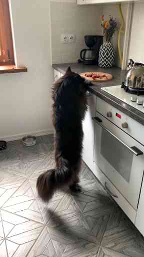 Zeus Is Such a Star He Could Be a Paid Actor