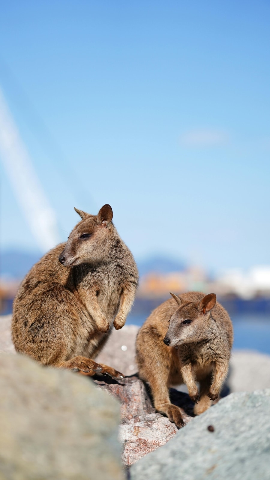 8 stunning pictures and adorable facts about quokkas