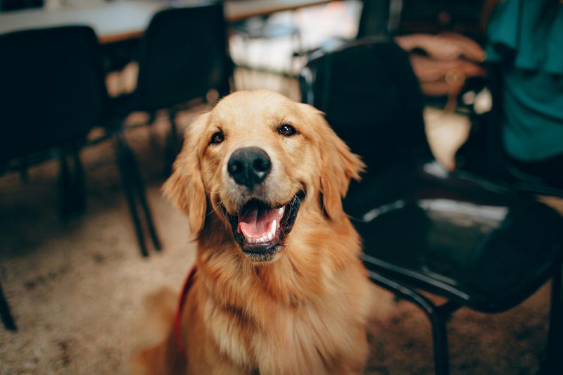 15 Gentle Dog Breeds With Extra-Loving Hearts