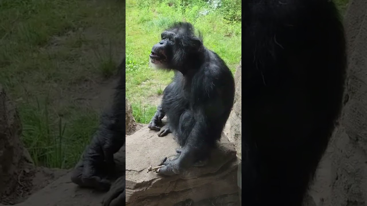 47-Year-Old Chimp Sammy Celebrates with a Stick