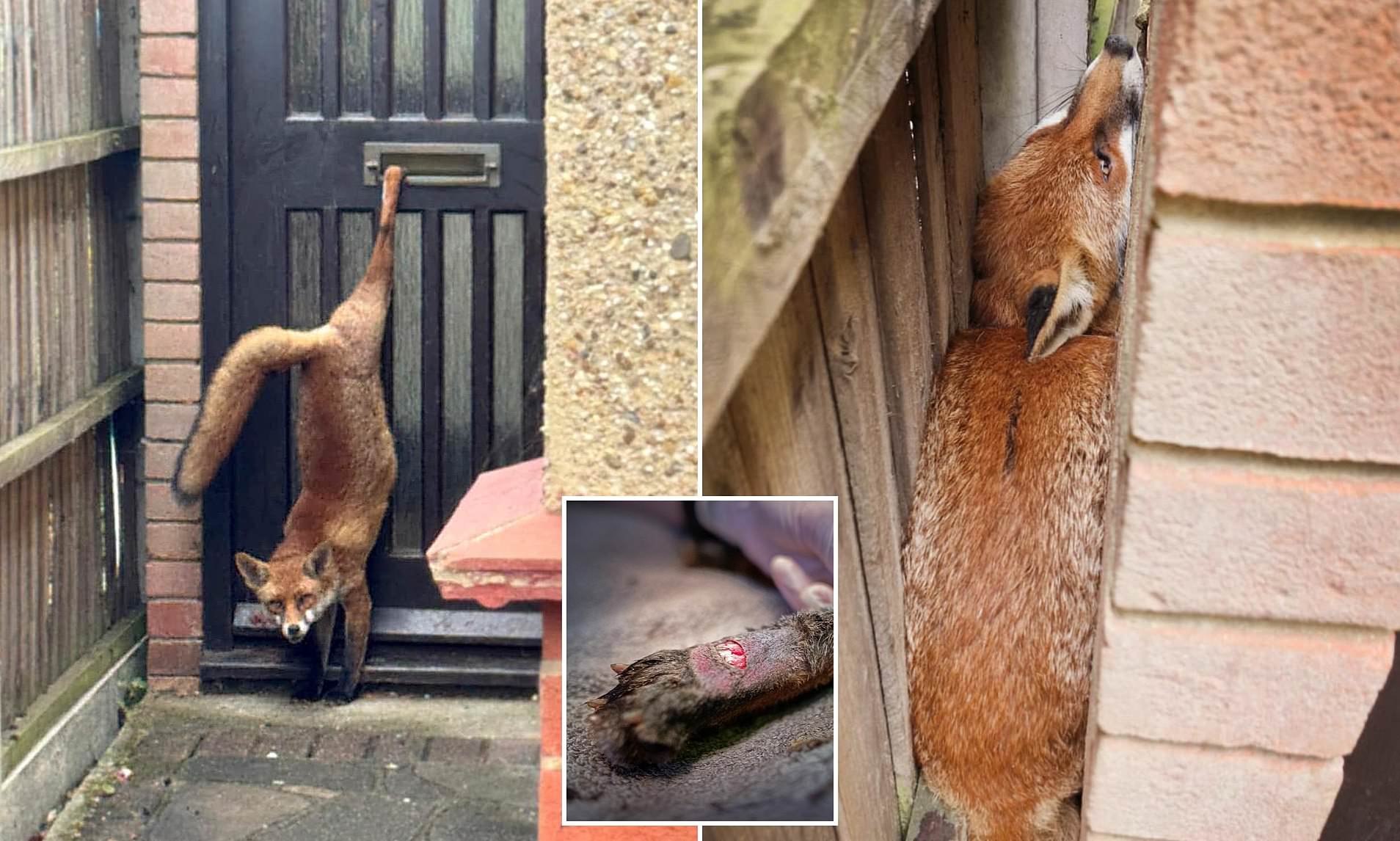Fox gets stuck in letterbox before wedging itself between garden fence ...