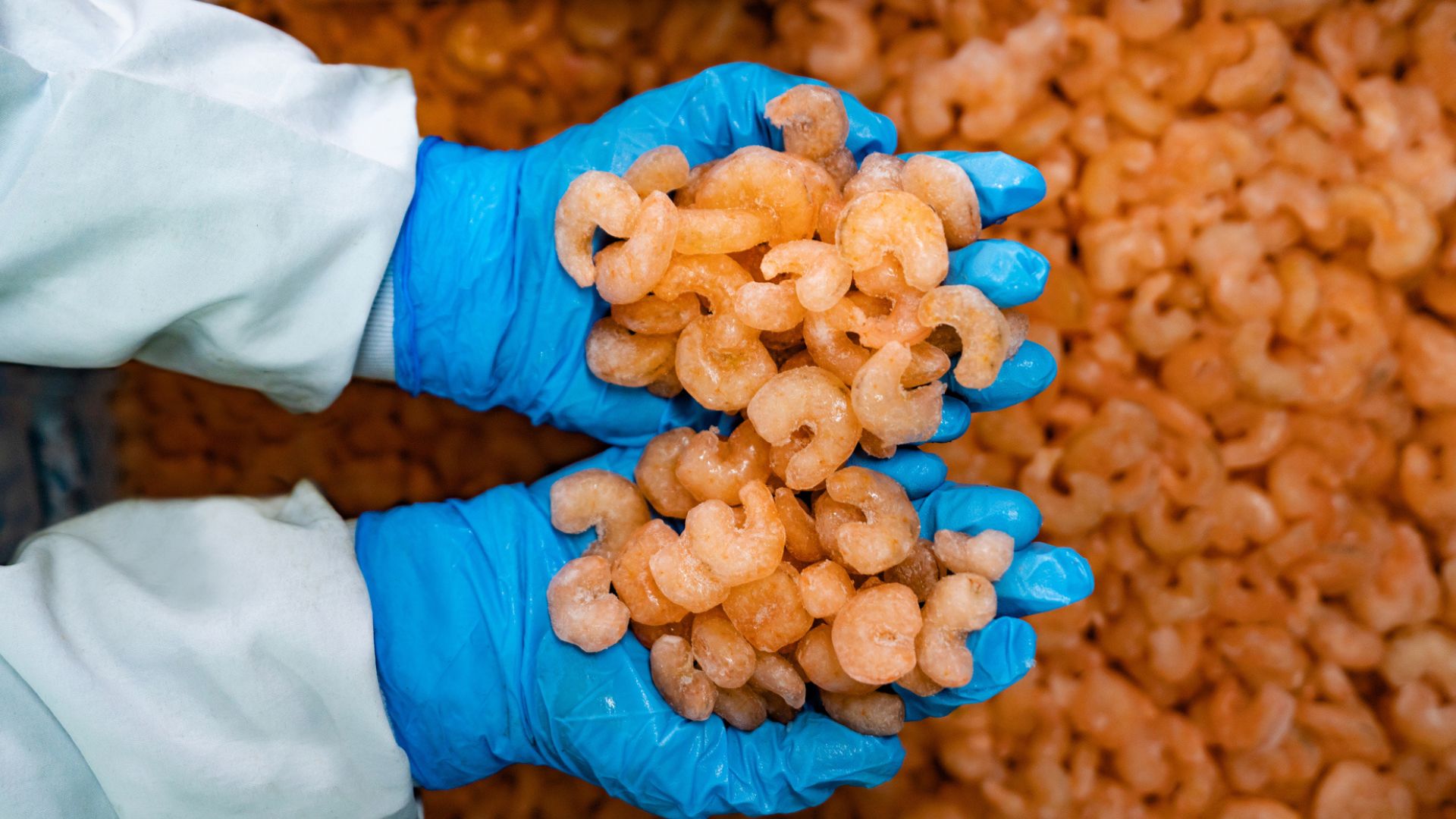 Radioactive shrimp? US blocks major Indonesian supplier after cesium ...