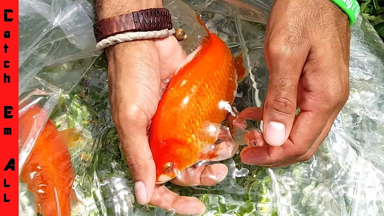 World's Biggest Goldfish Caught - You Won't Believe Its Size