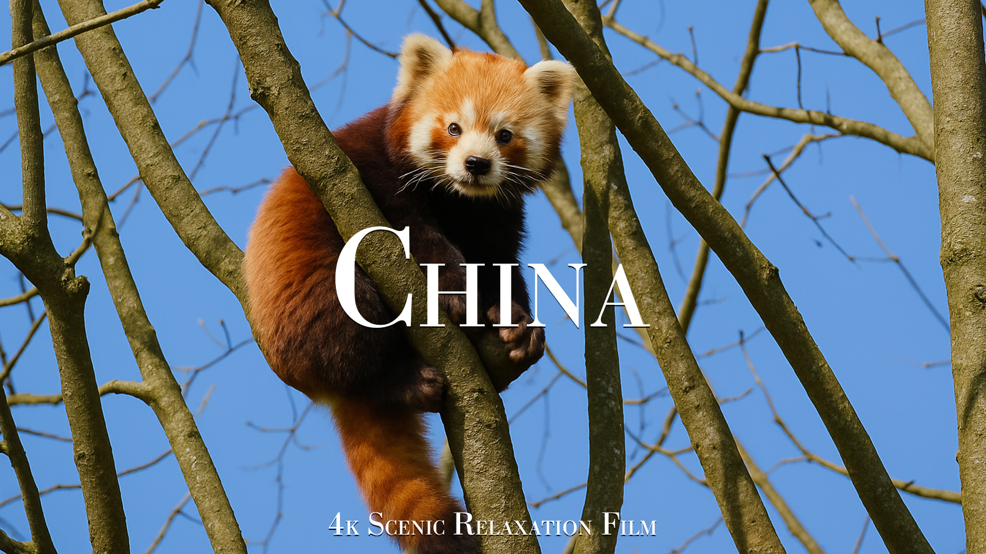 Exploring Animals, Huangshan, and Coasts of China – Captured in 4K